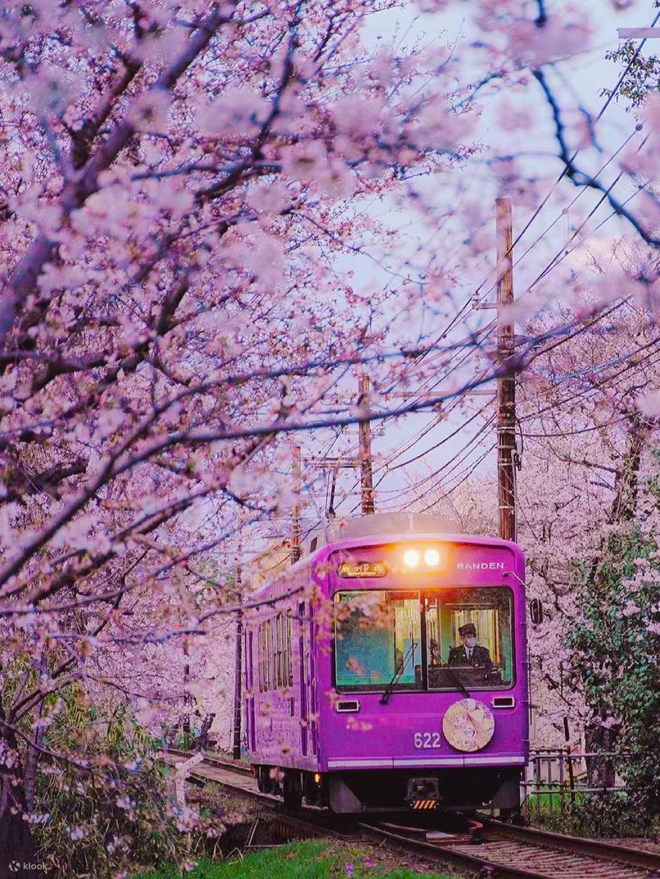 [Kyoto Cherry Blossom Viewing] Nara Park & Arashiyama Train & Fushimi ...